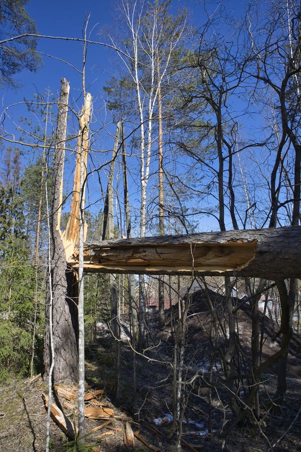 Broken Pine Tree in the Forest after a Storm Stock Image - Image of ...