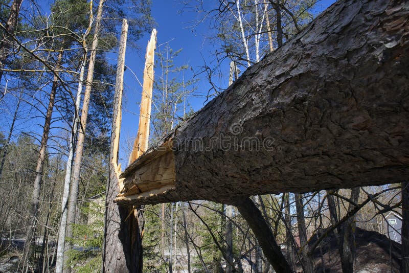 Broken Pine Tree in the Forest after a Storm Stock Image - Image of ...