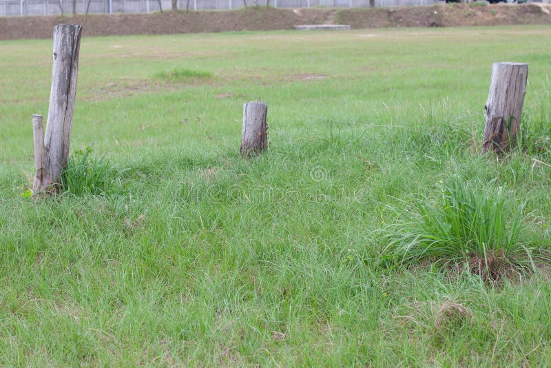 The Broken Pine Tree in the Forest after Strong Winds Stock Photo ...