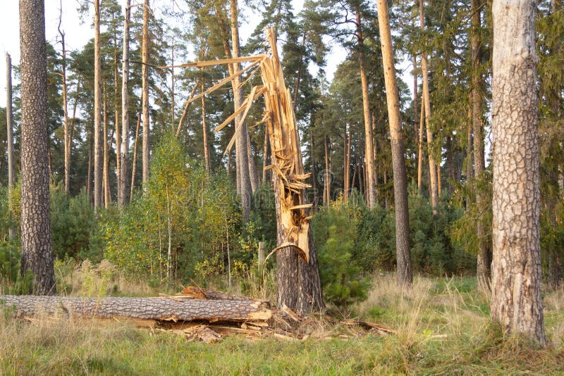 Broken Pine Tree in the Forest after Strong Winds. the Old Tree Broke ...