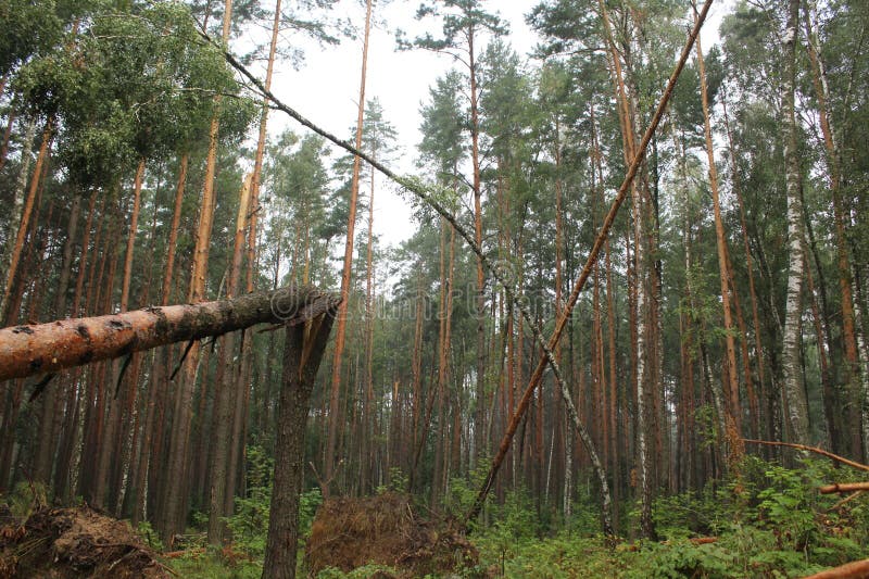 Broken Pine Trees in the Forest. Damage To Wood Stock Image - Image of ...