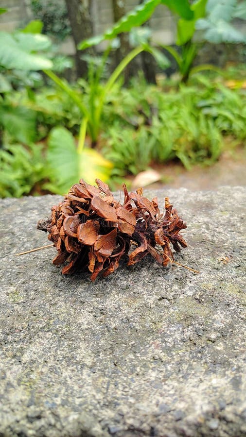 Broken pinecone in garden stock photo. Image of trunk - 268727312