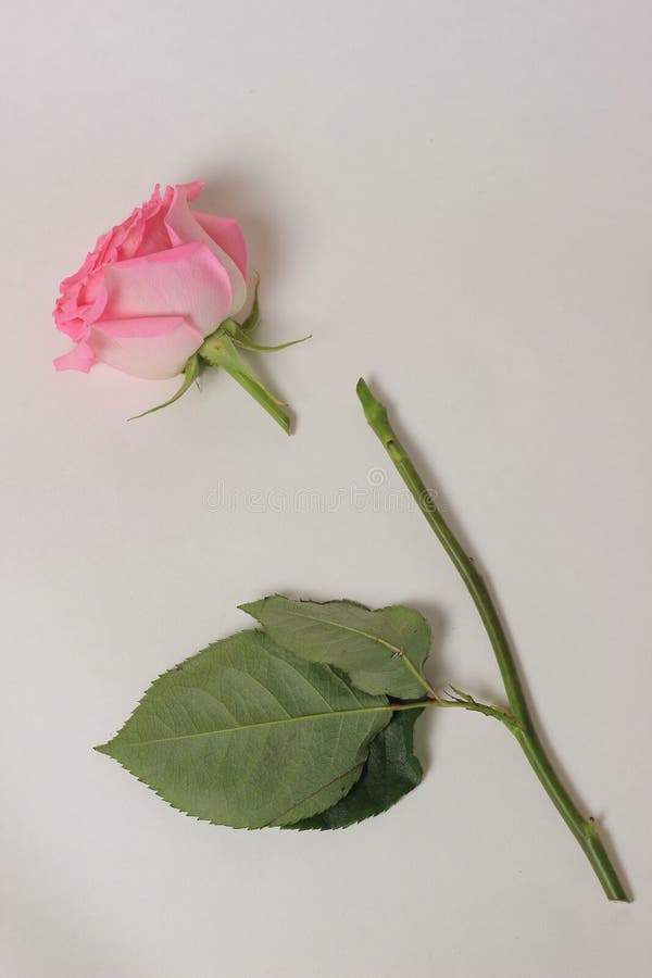 Broken Pink Rose on White Background. Symbol of a Broken Heart Stock ...