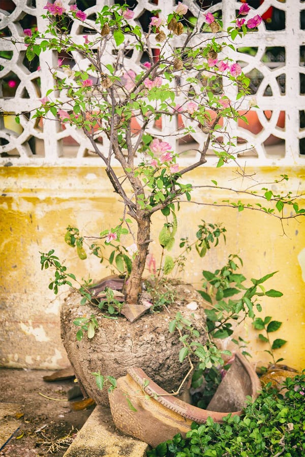 Broken plant pot stock photo. Image of earthenware, clay - 68525668