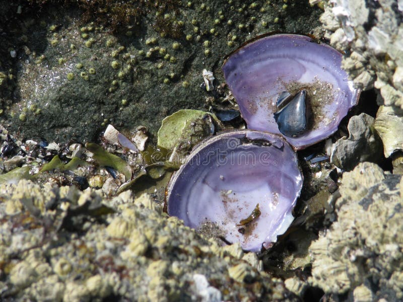 1,127 Purple Shells Beach Stock Photos - Free & Royalty-Free Stock ...