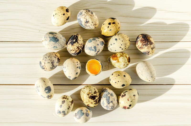 Broken Quail Egg with Bright Orange Yolk Lying among Whole Quail Eggs ...