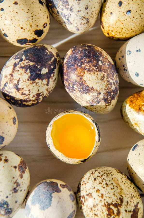 Broken Quail Egg with Bright Orange Yolk Lying among Whole Quail Eggs ...