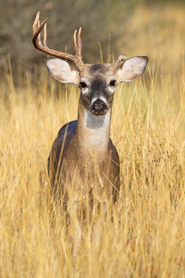 Broken Rack of Whitetail Buck Stock Photo - Image of beam, antlers ...