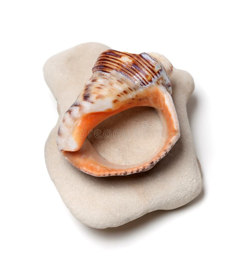 340 Broken Conch Shell Stock Photos - Free & Royalty-Free Stock Photos ...