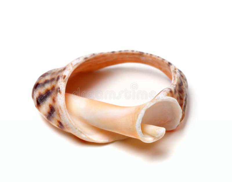 327 Broken Conch Shell Stock Photos - Free & Royalty-Free Stock Photos ...