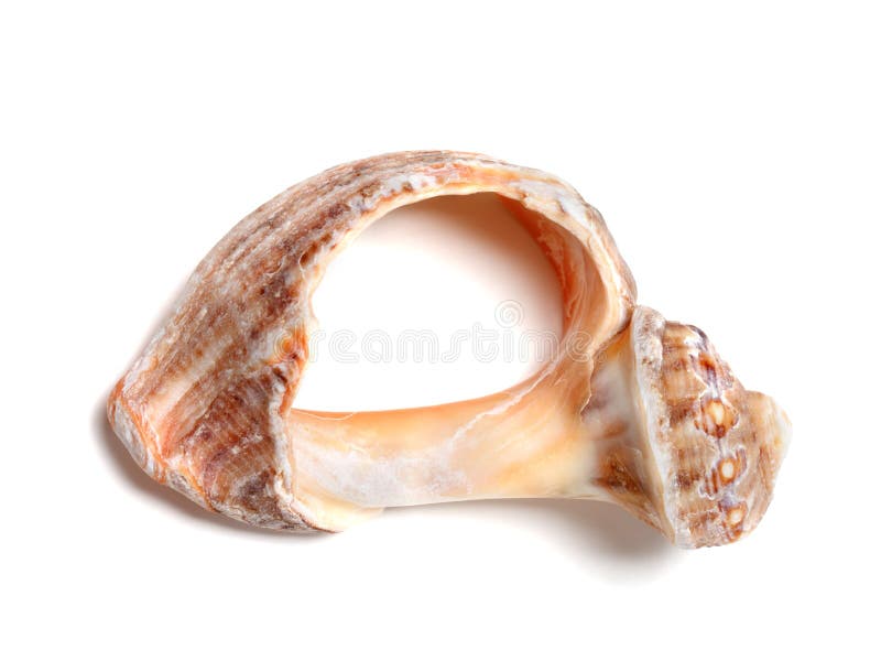 Sea Shell with Off White Textured Background Wallpaper, Stock Photo ...