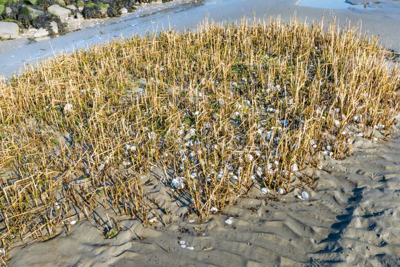 Broken Reed Stems Washed Ashore on the Bank of a Creek in the Du Stock ...