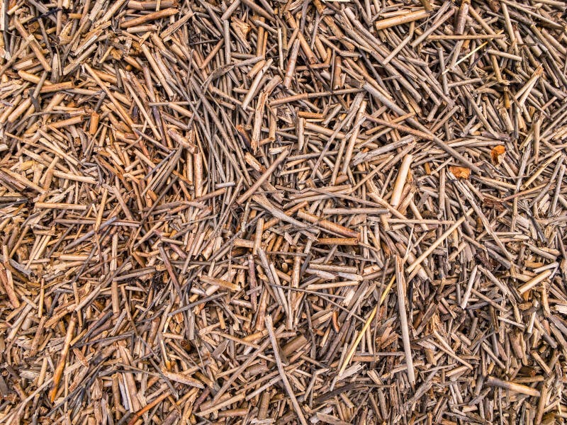 Broken reeds on the ground stock photo. Image of broken - 262200308