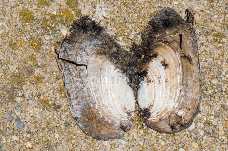 Broken Seashell Drying in the Spring Sun Stock Photo - Image of rock ...