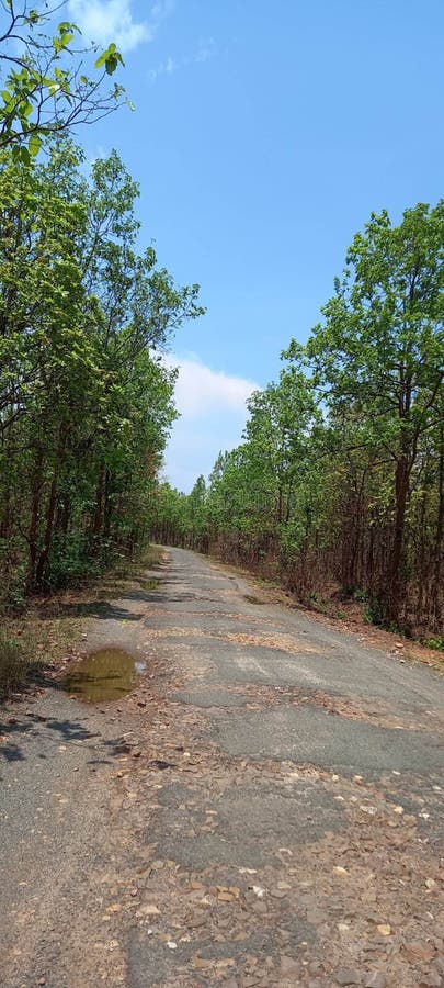 Inside the Forest in Autumn Season Stock Image - Image of inside ...