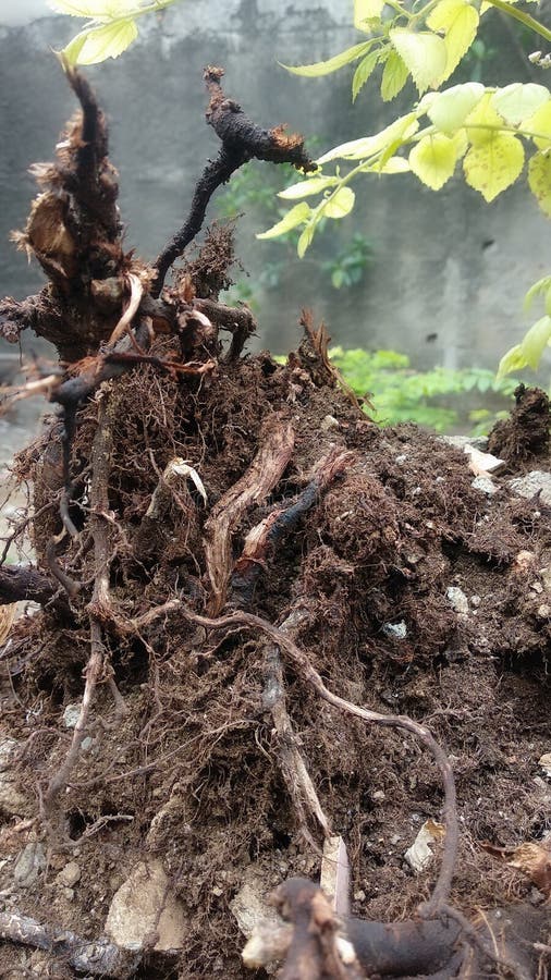 Broken Roots of Natural Plants Stock Image - Image of agriculture ...