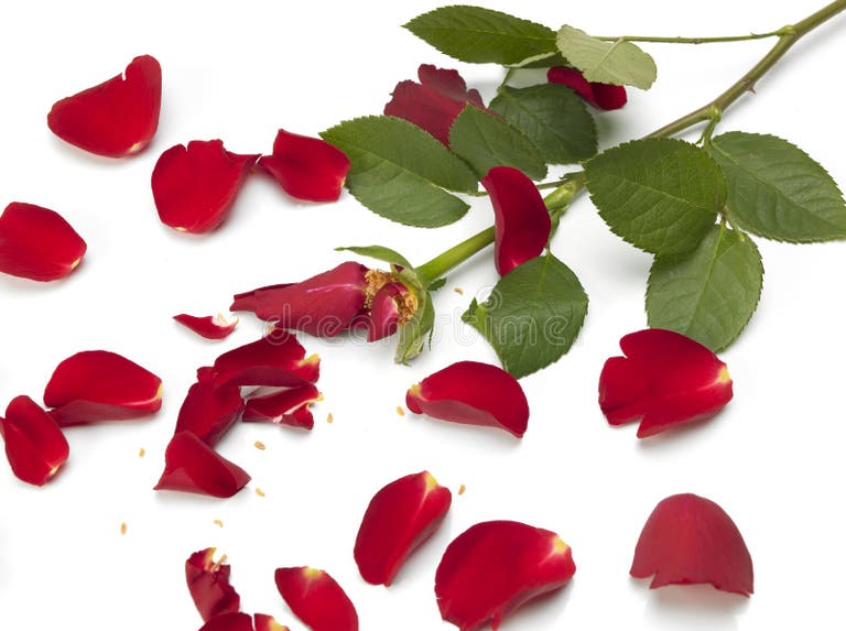 Broken Rose stock image. Image of broken, petals, heart - 10615371