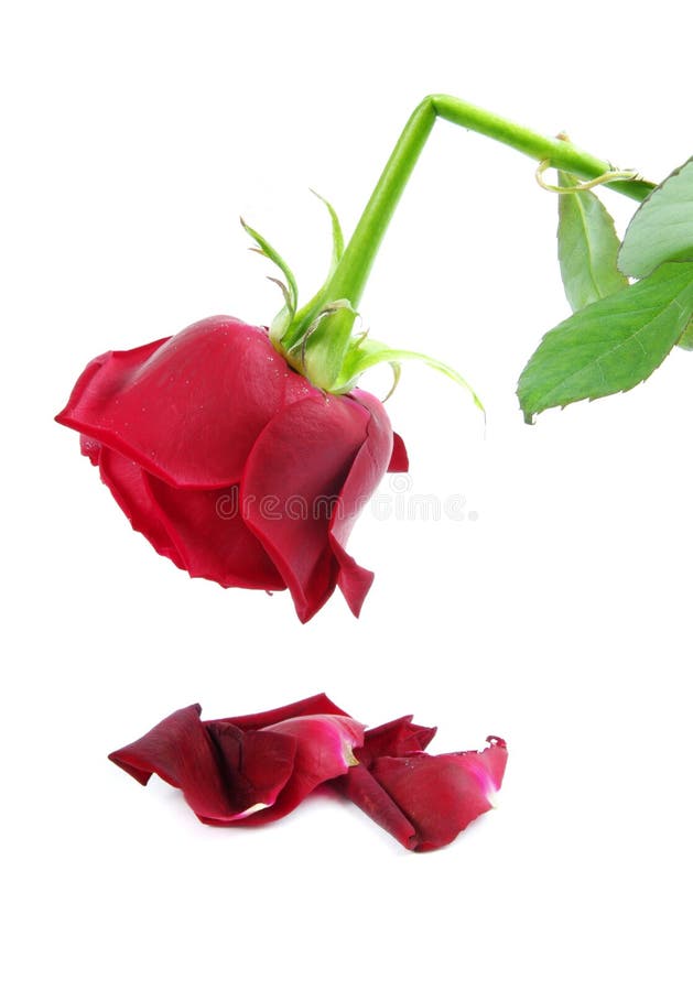 Broken Rose Stock Images - Image: 25846684