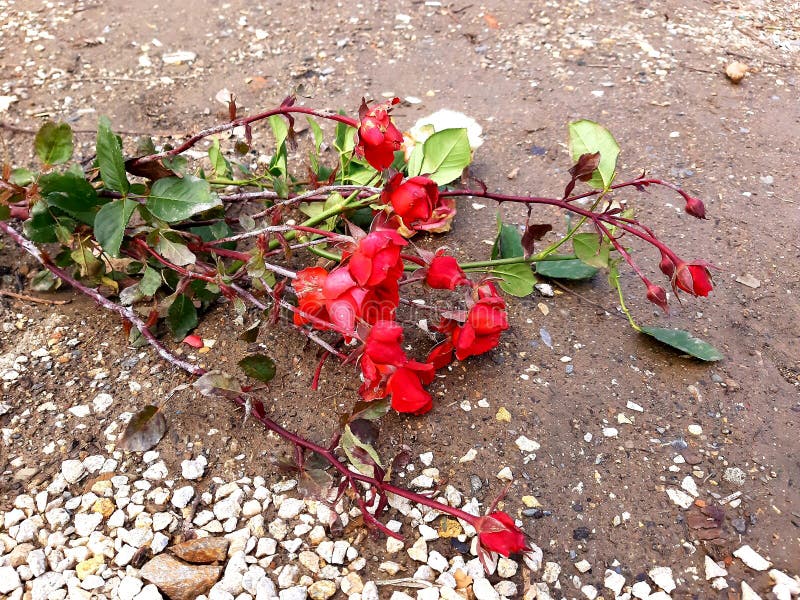 Broken rose stock image. Image of glamor, holiday, color - 25748519