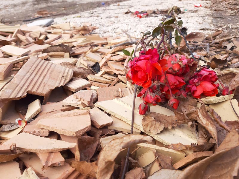 Broken rose branch stock image. Image of broken, stone - 205913233