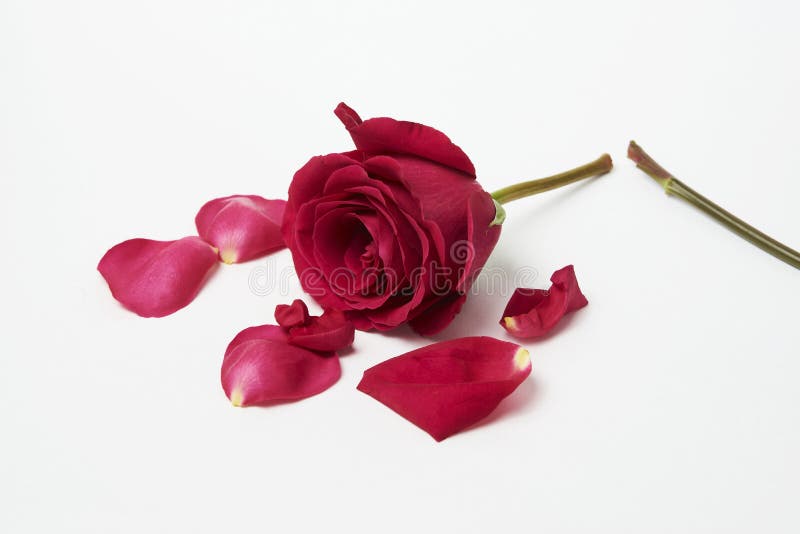 Red rose with torn petals stock image. Image of leaf - 18005751