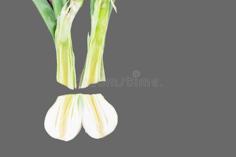 Spoiled Rotten Onions in the Cut Stock Image - Image of loaf, husk ...