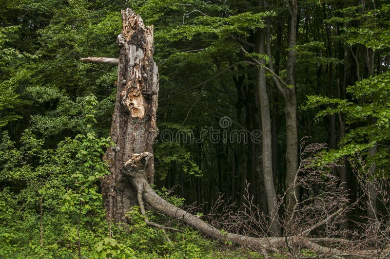 Broken rotten tree branch stock photo. Image of decor - 178771726