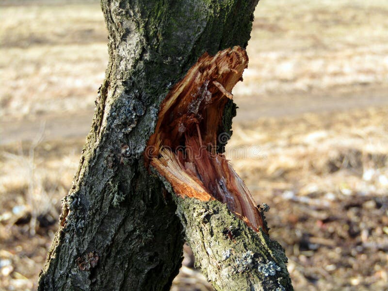Broken Piece Of Tree Branch. Stock Photo - Image of point, environment ...