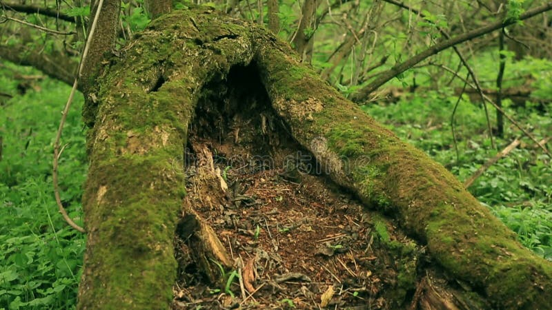 Rotten Tree at the Edge of the Lake in the Pellerina Park in Turin ...