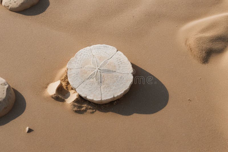 A Broken Sand Dollar Nestled among the Beach Pebbles Stock Illustration ...