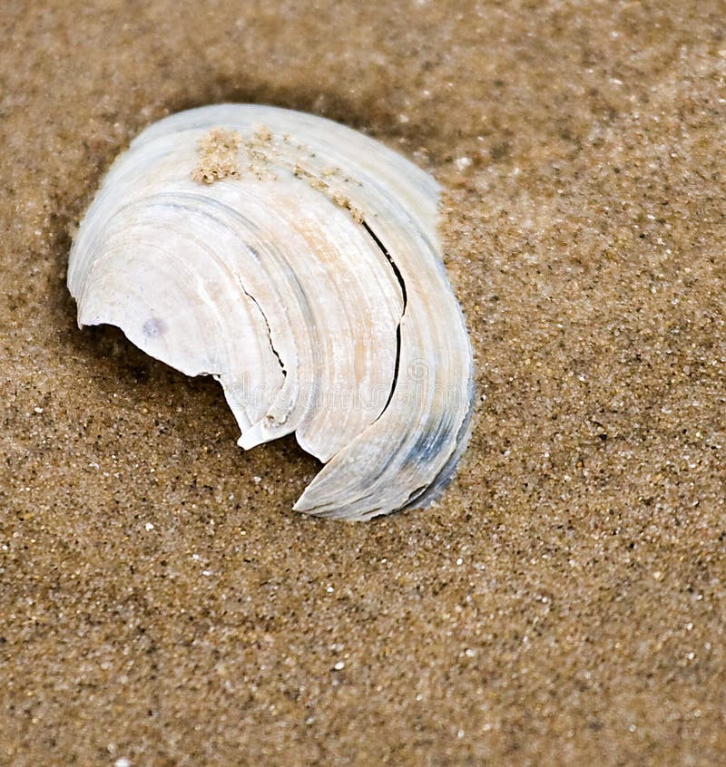 Broken Sea Shell in Sand stock photo. Image of imperfect - 3967366