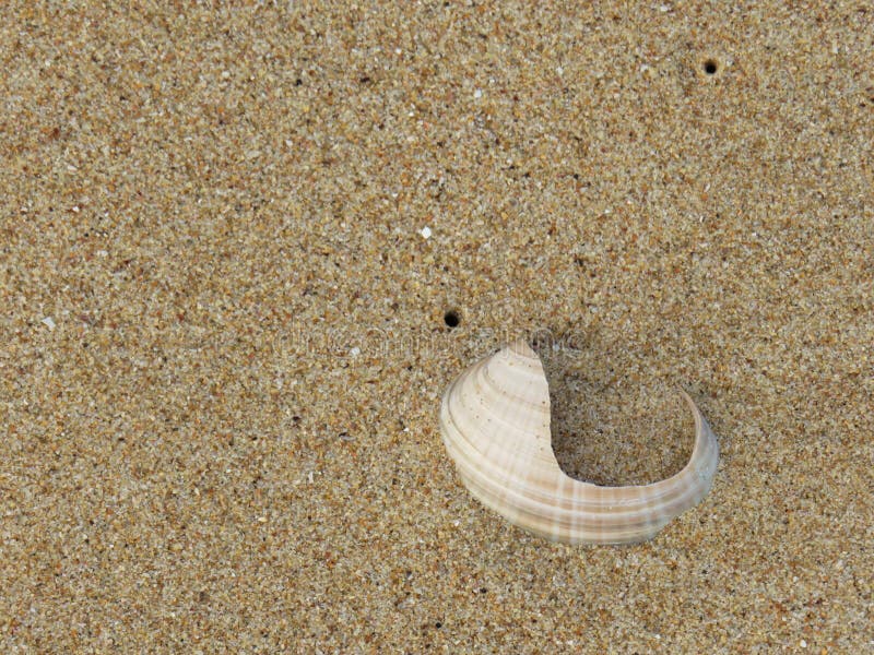 Broken shell in the sand stock photo. Image of getaway - 12034678