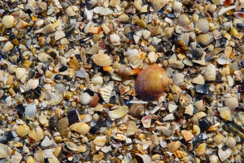 Broken Sea Shells stock image. Image of nature, adriatic - 66315887