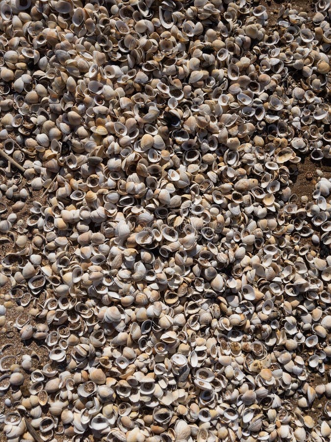 1,057 Broken Sea Shell White Background Stock Photos - Free & Royalty ...