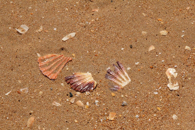 Broken Sea Shells on Sandy Beach Stock Image - Image of ocean, summer ...