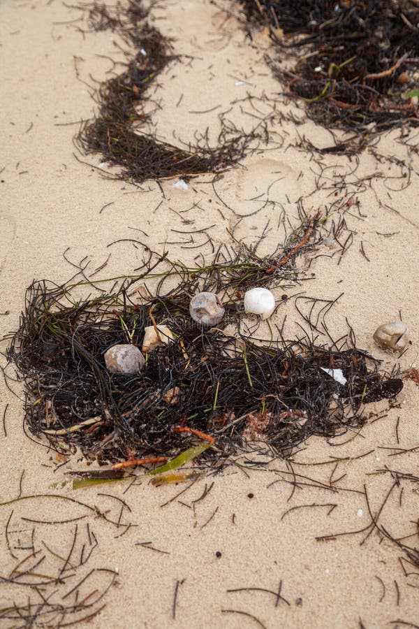 Broken Sea Turtle Eggs Washed Up with Sea Weed after a Hurricane. Stock ...