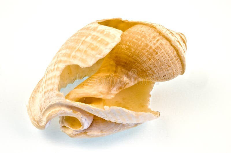 Shattered Conch Shell