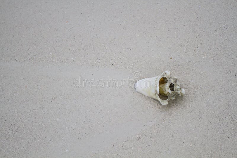 Shell and sand stock photo. Image of green, conch, animal - 42133006