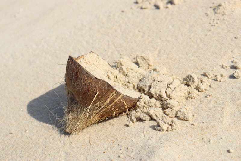 A Broken Seashell Glistens Under the Fading Afternoon Sun Stock Photo ...