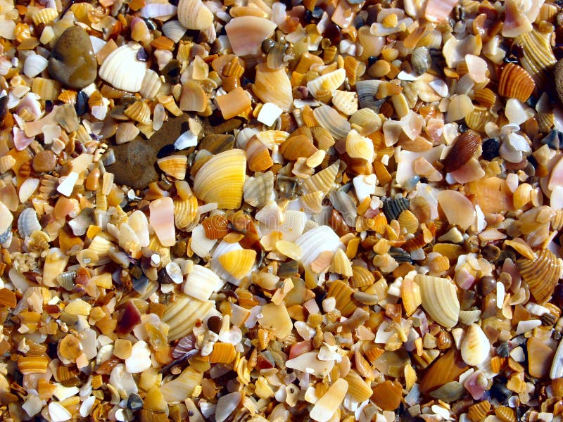 Broken seashells. stock photo. Image of broken, colored - 11073816