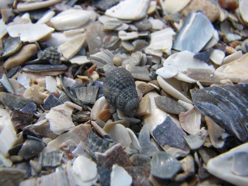 Broken Seashells with a Black Snail Shell Above Them Stock Image ...