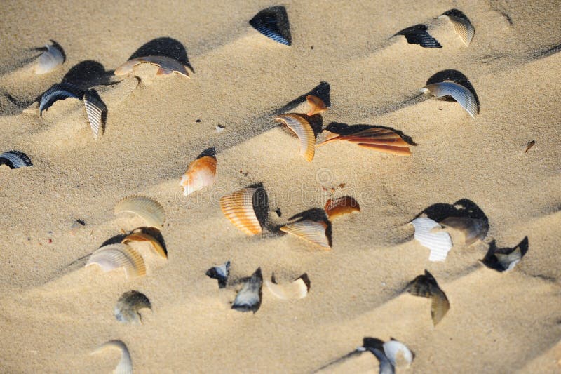 Broken Seashells stock image. Image of coastline, seashore - 40339453