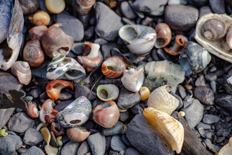Broken Seashells on Grey Rocks on the Beach Stock Image - Image of ...