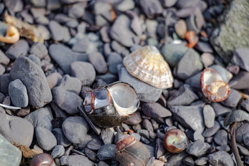 Broken Seashells stock image. Image of coastline, seashore - 40339453