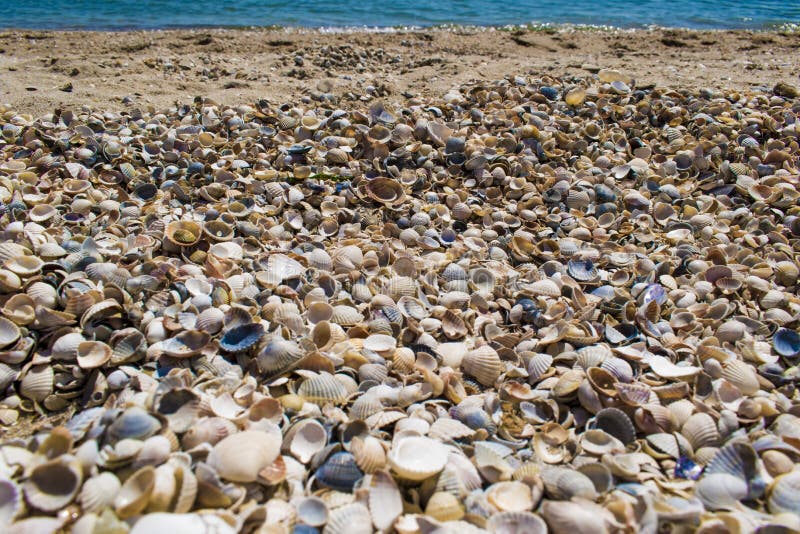 Broken Seashells Texture on Beach at Sunset Stock Photo - Image of ...