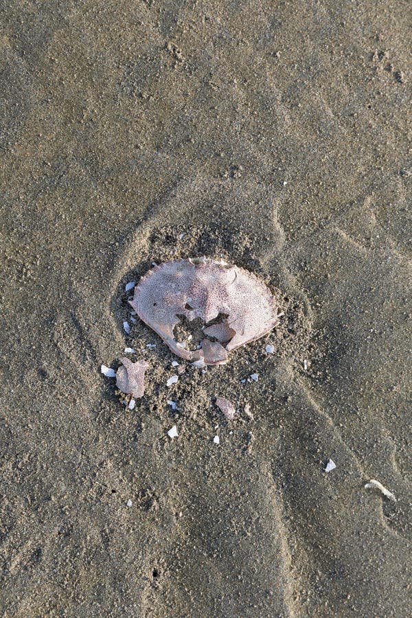 Broken Shell of a Crab Lies in the Sand on the Beach Stock Image ...