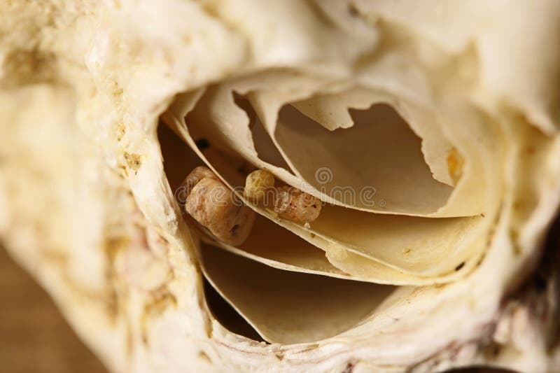 BROKEN SHELL DISPLAYING LAYERS with GRAINS of SAND TRAPPED Stock Photo ...