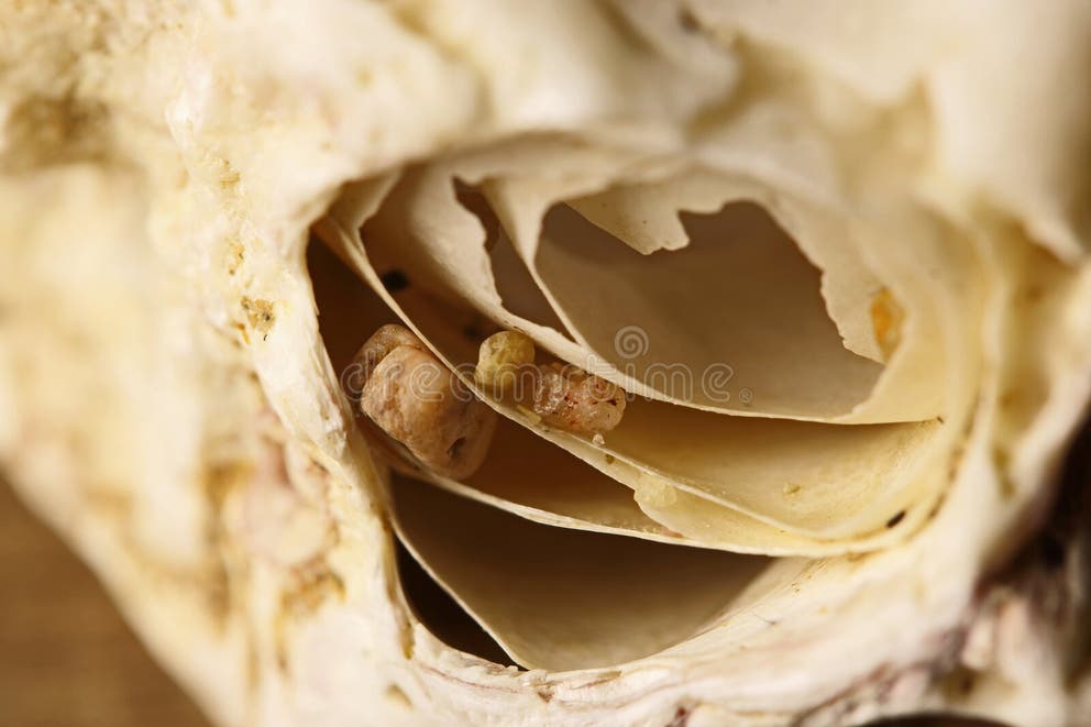 BROKEN SHELL DISPLAYING LAYERS with GRAINS of SAND TRAPPED Stock Photo ...