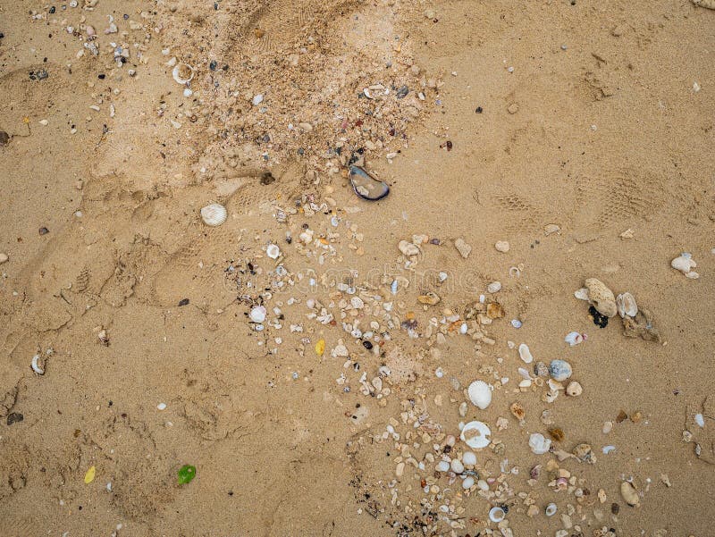 Broken shell on the sand stock image. Image of brown - 129798549