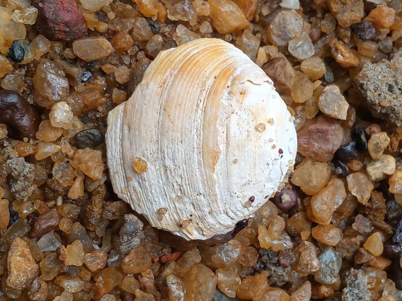 Broken shell on stone stock photo. Image of shell, broken - 223979668